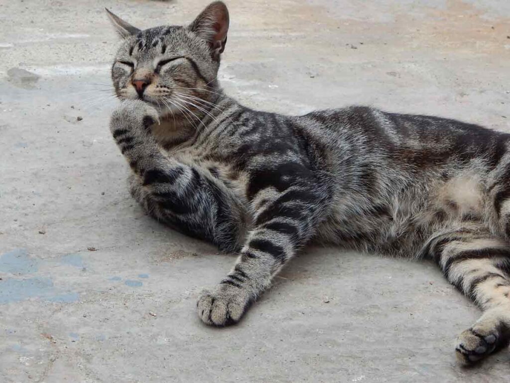 Why is My Cat's Back Twitching: Signs, Causes, Solutions - CatBounty