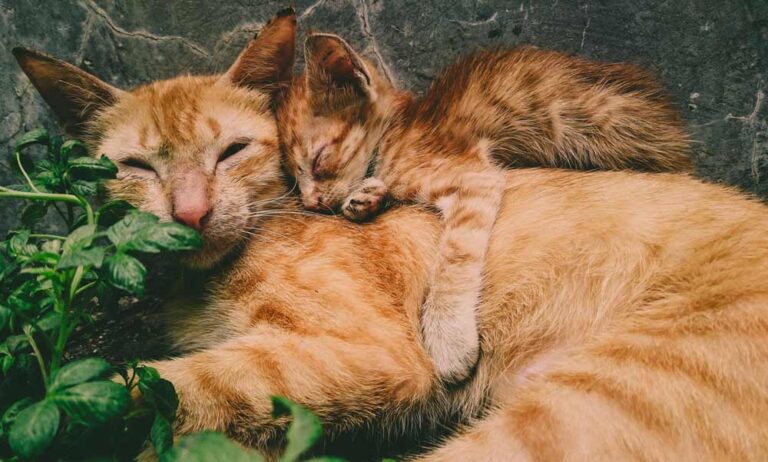 What Is Caterwauling? 10 Most Common Reasons Cats Do It - CatBounty