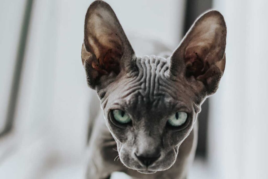 Bambino Cat Breed Profile: Appearance, Traits, Groom, Care - CatBounty