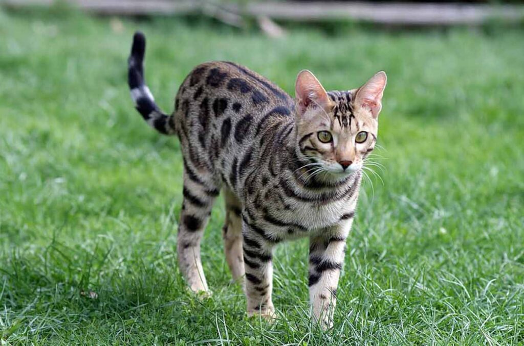 Bengal Cat Breed: Profile, Traits, Personality, Care, Grooming - CatBounty