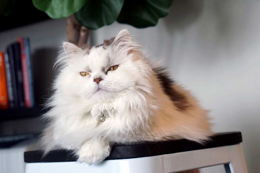 Minuet Cat Breed: Profile, Traits, Personality, Grooming, Care - CatBounty