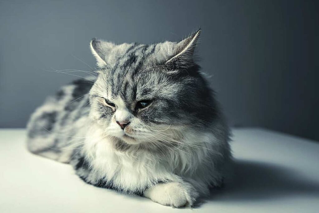 Persian Cat Breed: Profile, Traits, Personality, Health, Care - CatBounty