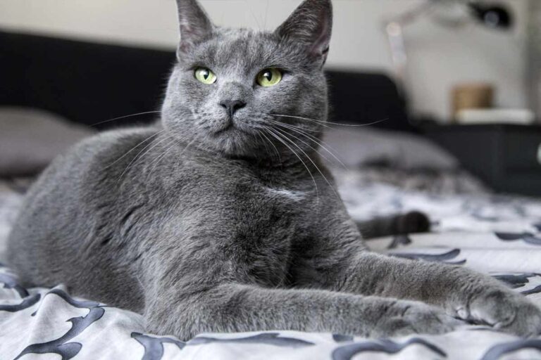 Russian Blue Cat Breed: Profile, Traits, Personality, FAQs, Care ...