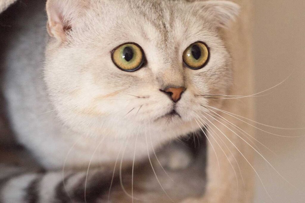 Scottish Fold Cat Breed: Profile, Traits, Behavior, Health, Care ...