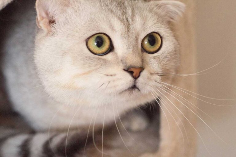 Scottish Fold Cat Breed: Profile, Traits, Behavior, Health, Care ...