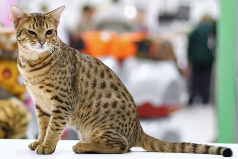 Ocicat Cat Breed Profile: Health, Facts, Traits, Groom, Care - CatBounty