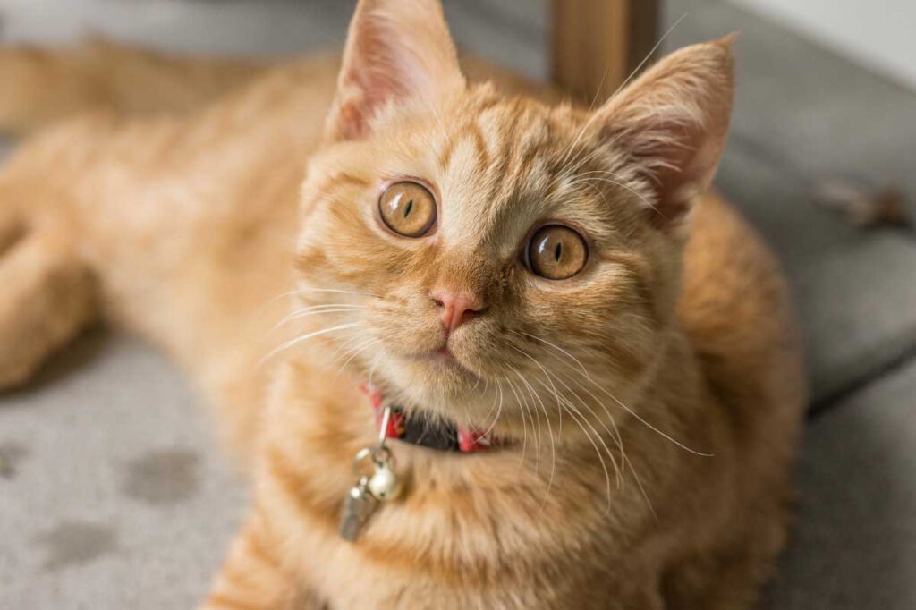 Oriental Longhair Breed Profile: Health, Traits, Groom, Care - CatBounty