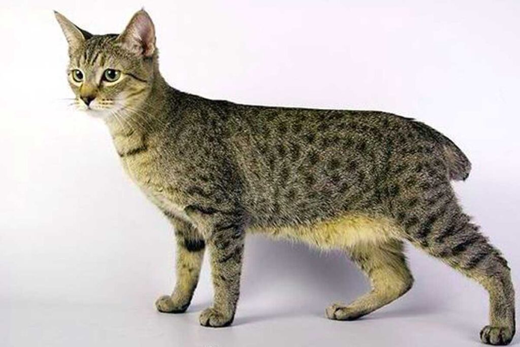 Feline Estrous Cycle: What To Expect When A Cat Is in Heat - CatBounty