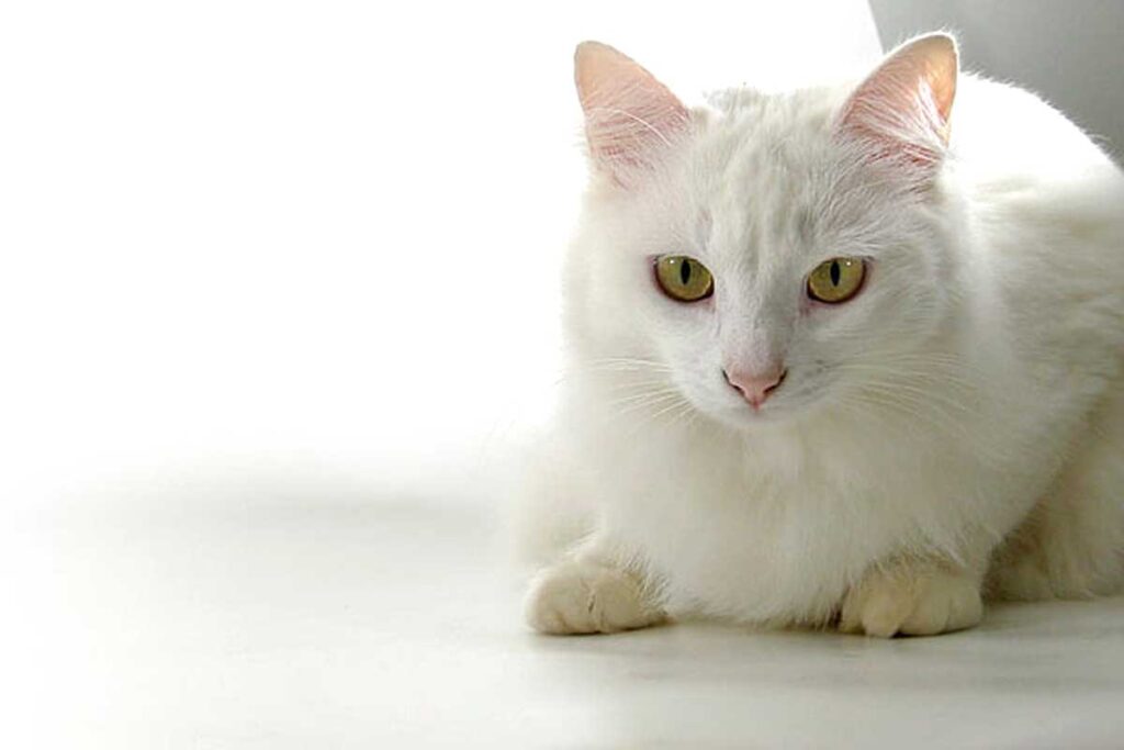Russian White Cat Breed Profile: Health, Traits, Groom, Care - CatBounty