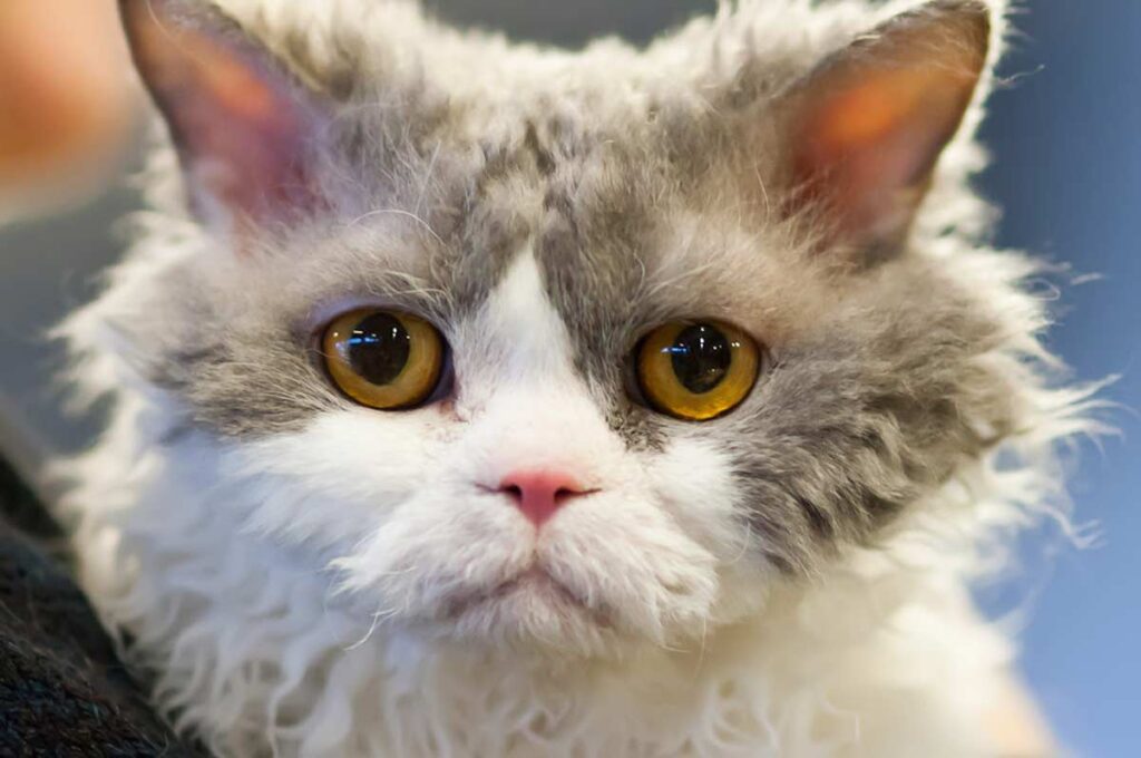 Selkirk Rex Cat Breed Profile: Health, Traits, Groom, Care - CatBounty