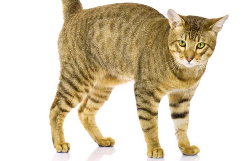 Cat Anal Gland Problems: Signs, Causes, Treatment, Care - CatBounty