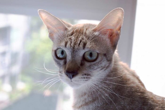 Singapura Cat Breed Profile: Facts, Coat, Traits, Groom, Care - CatBounty