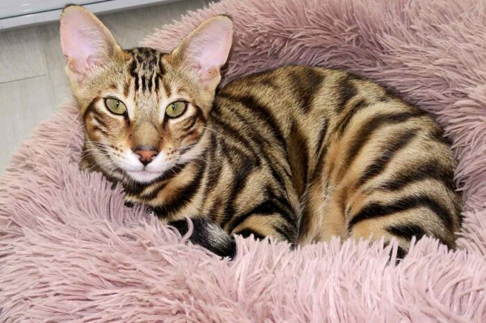 Toyger Cat Breed: Profile, Traits, Health, Grooming, Care - CatBounty