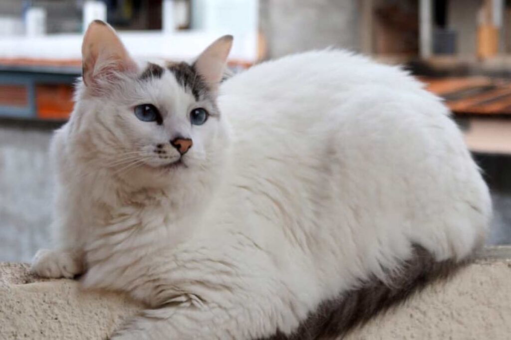 Turkish Vankedisi Cat Profile, Traits, Health, Grooming, Care - CatBounty
