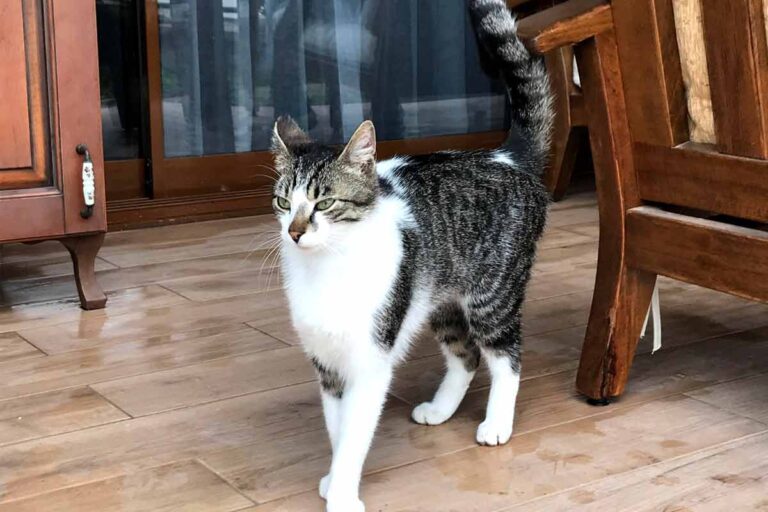 Aegean Cat Breed: Profile, Traits, Grooming, Health, Care - CatBounty