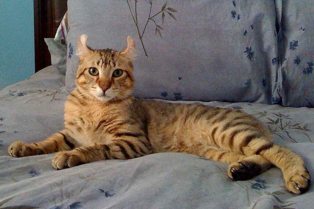 American Polydactyl Cat Profile, Traits, Grooming, Health, Care - CatBounty