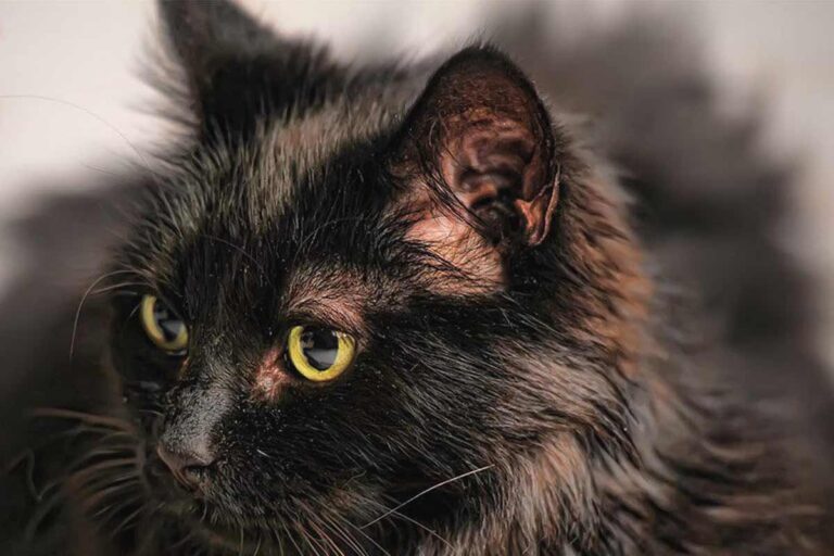 Chantilly, or Tiffany Cat Breed: Profile, Traits, Grooming, Care ...