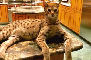 Cheetoh Cat Breed: Profile, Traits, Health, Grooming, Care - CatBounty