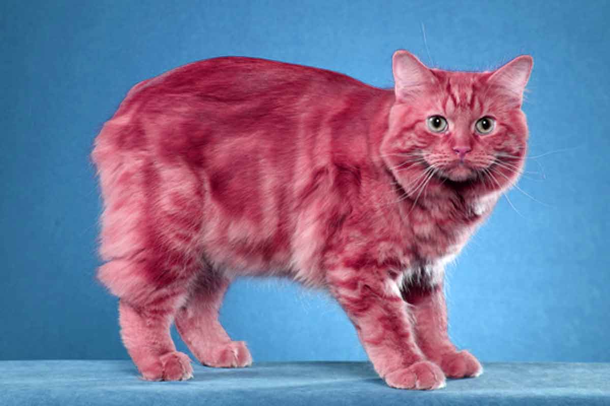 Cymric Cat Breed Profile Traits Health Grooming Care CatBounty Cymric Cat Breed Profile Traits Health Grooming Care CatBounty