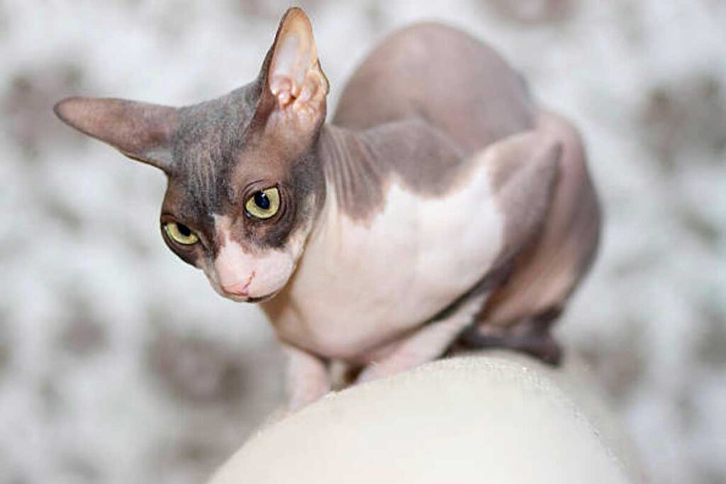 Donskoy Cat Breed: Profile, Traits, Health, Grooming, Care - CatBounty