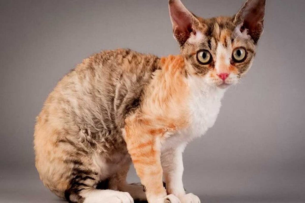 German Rex Cat Breed: Profile, Traits, Health, Grooming, Care - CatBounty