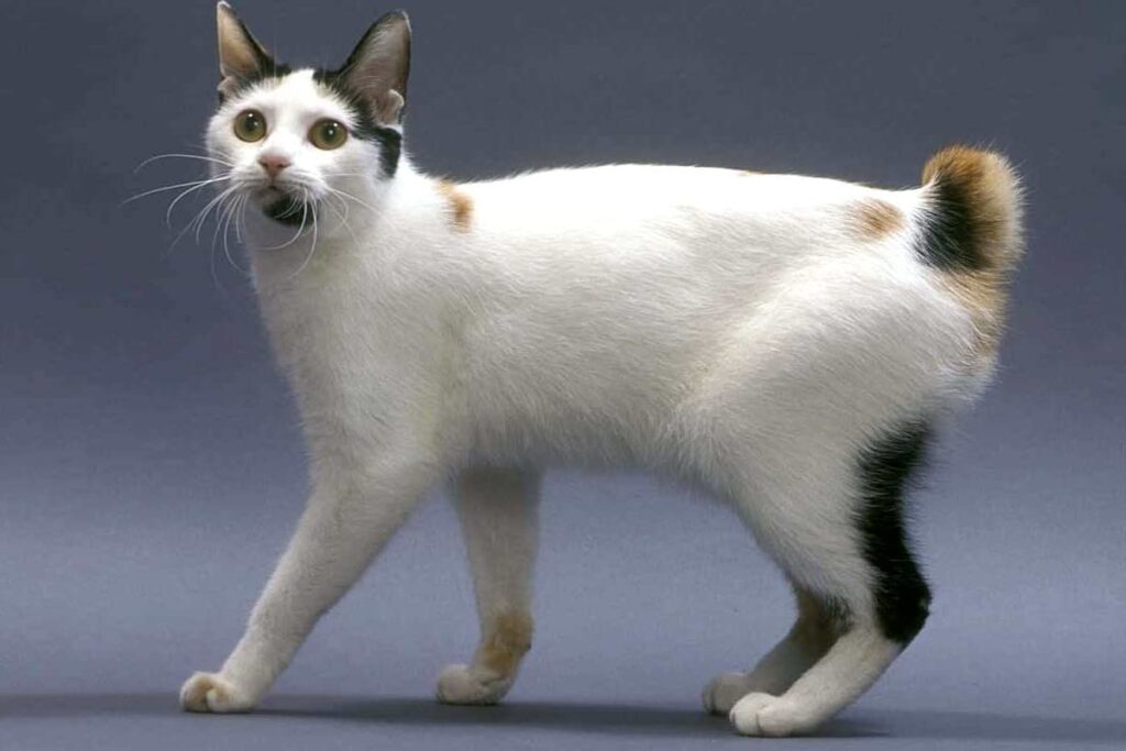 Japanese Bobtail Cat Profile: Health, Traits, Coats, Groom, Care ...