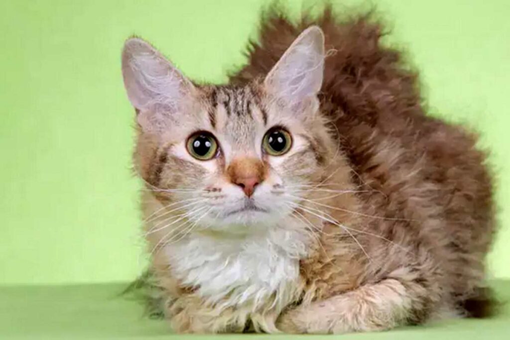 LaPerm Cat Breed Profile: Health, Traits, Coats, Groom, Care - CatBounty