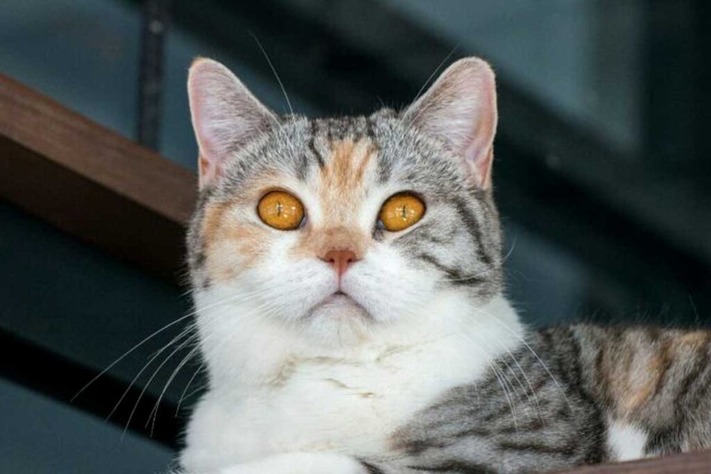 American Wirehair Cat Profile, Traits, Grooming, Health, Care - CatBounty