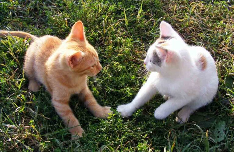 How Do Cats Communicate Each Other? 11 Body Language - CatBounty