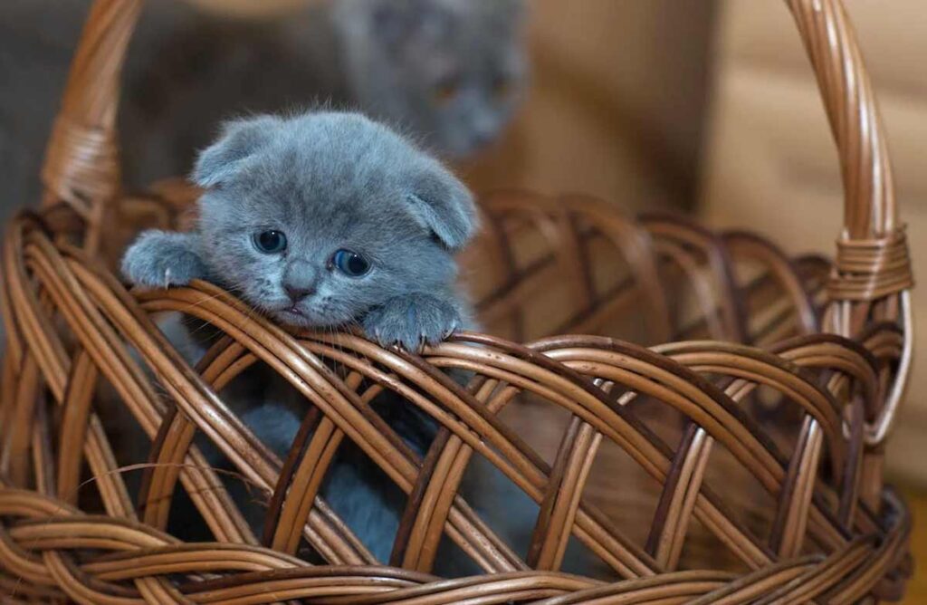 How to Take Care of A Kitten 2 Months Old: Tips, Guide - CatBounty