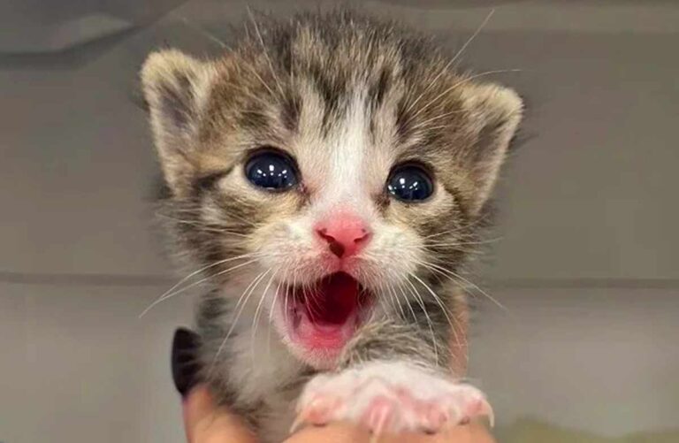 How To Take Care of a Kitten 4 Weeks Old: Food, Care, More - CatBounty