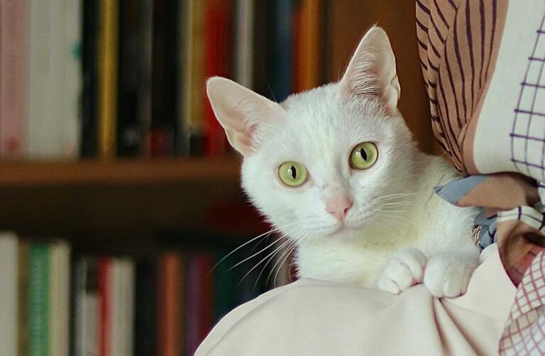 Why Does My Cat Sit On My Shoulder? Reasons, To-Dos - CatBounty